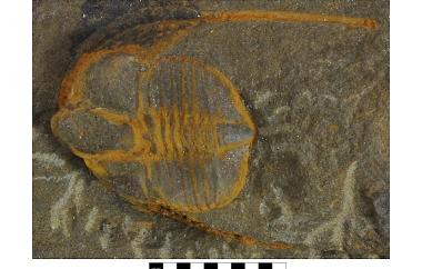 Trilobites | Museum of Natural and Cultural History