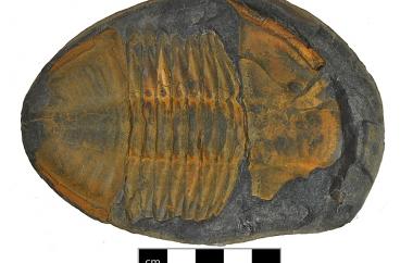 Trilobites | Museum of Natural and Cultural History