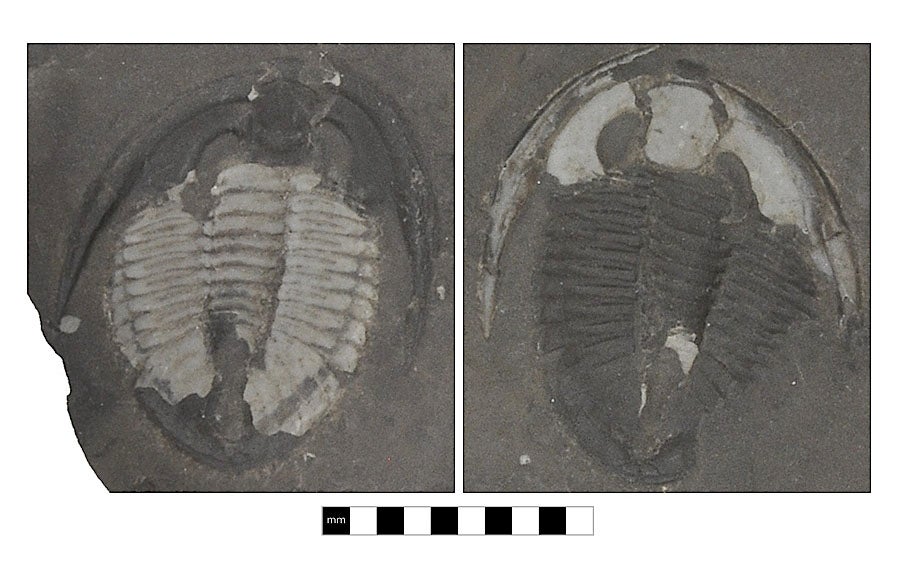 Trilobites | Museum of Natural and Cultural History