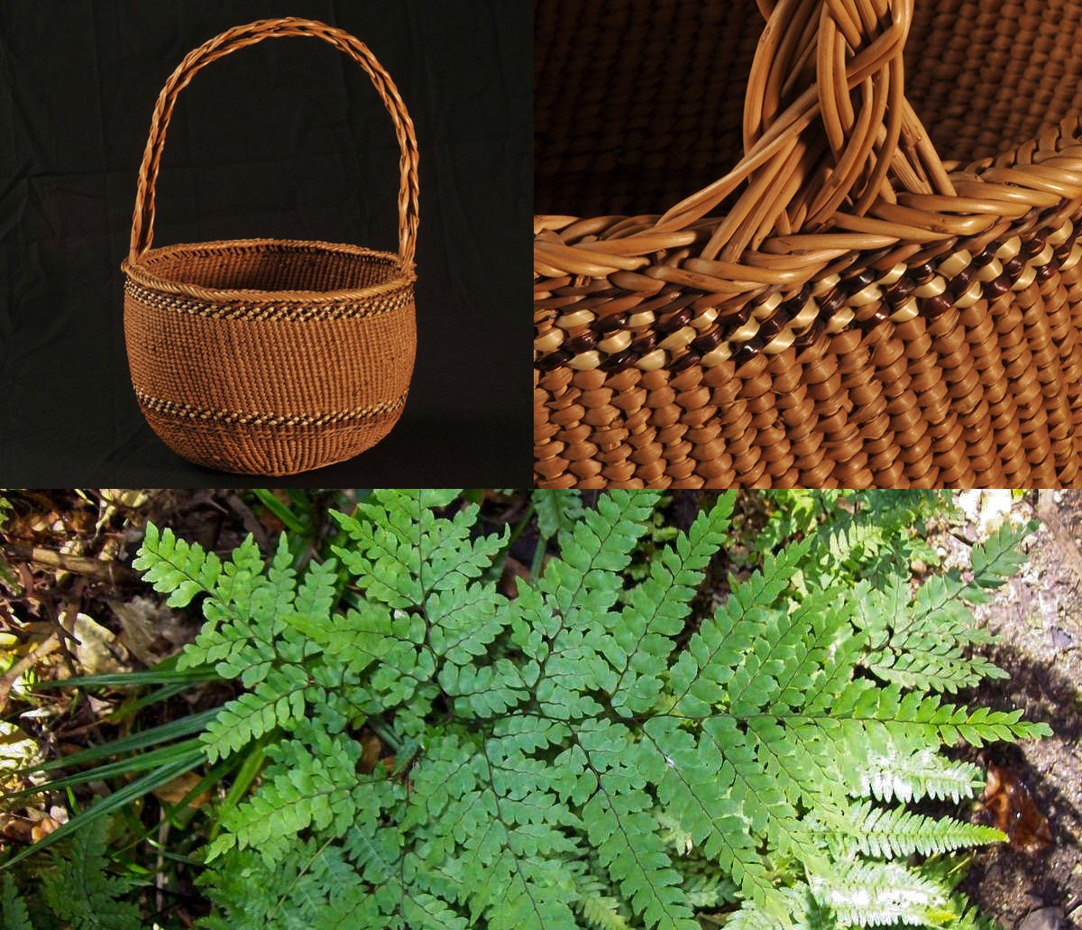 Native Plants in Oregon Basketry | Museum of Natural and Cultural History