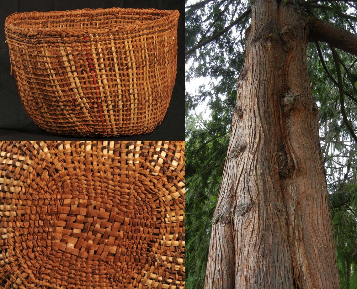 Native Plants in Oregon Basketry | Museum of Natural and Cultural History