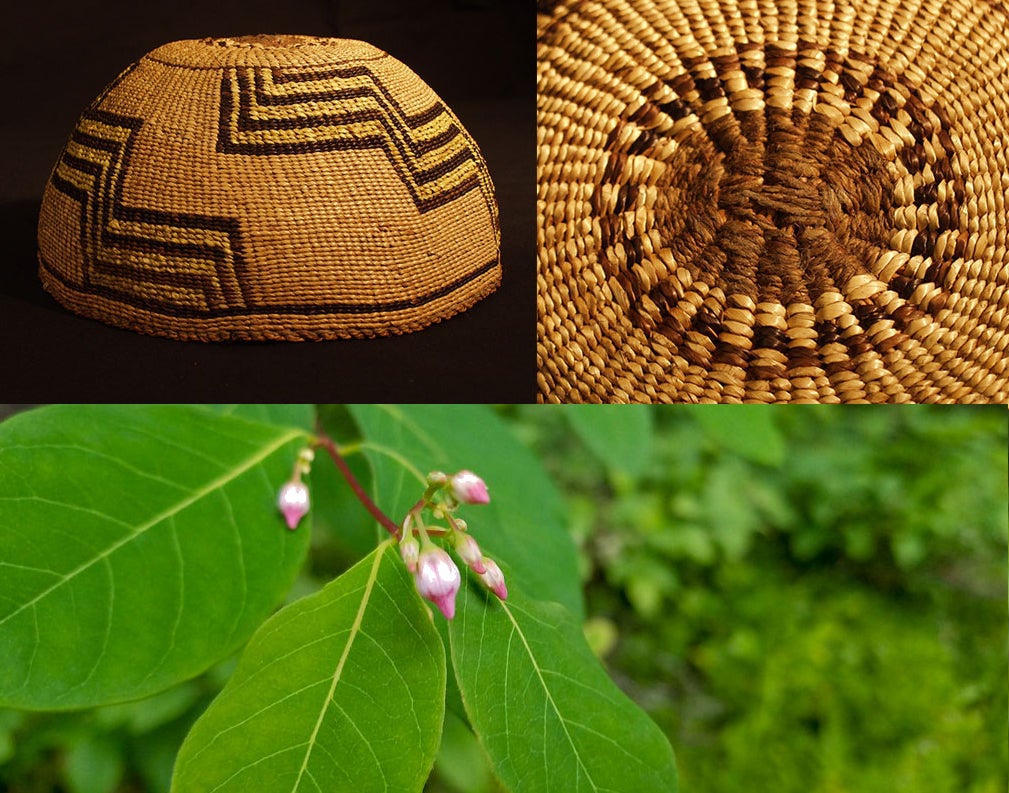 Native Plants in Oregon Basketry | Museum of Natural and Cultural History