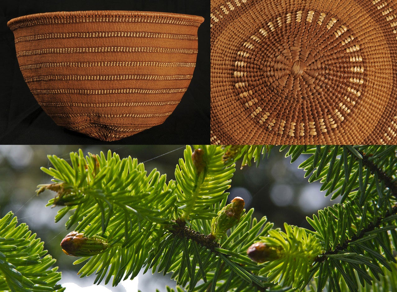 Native Plants in Oregon Basketry | Museum of Natural and Cultural History