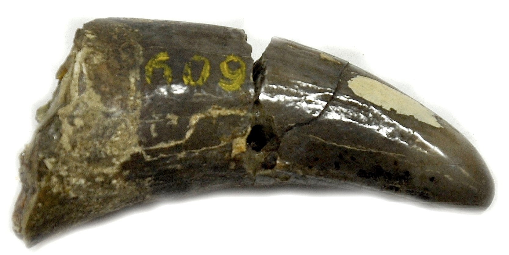 Condon Collection | Museum of Natural and Cultural History