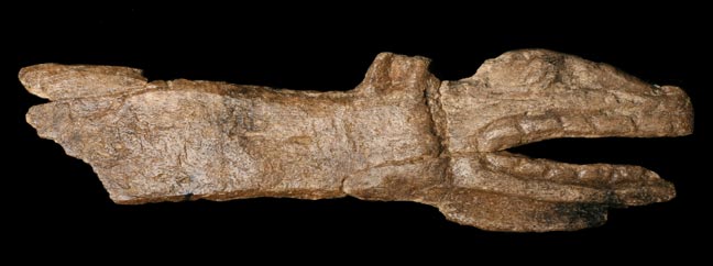 Oregon - Where Past is Present | Museum of Natural and Cultural History