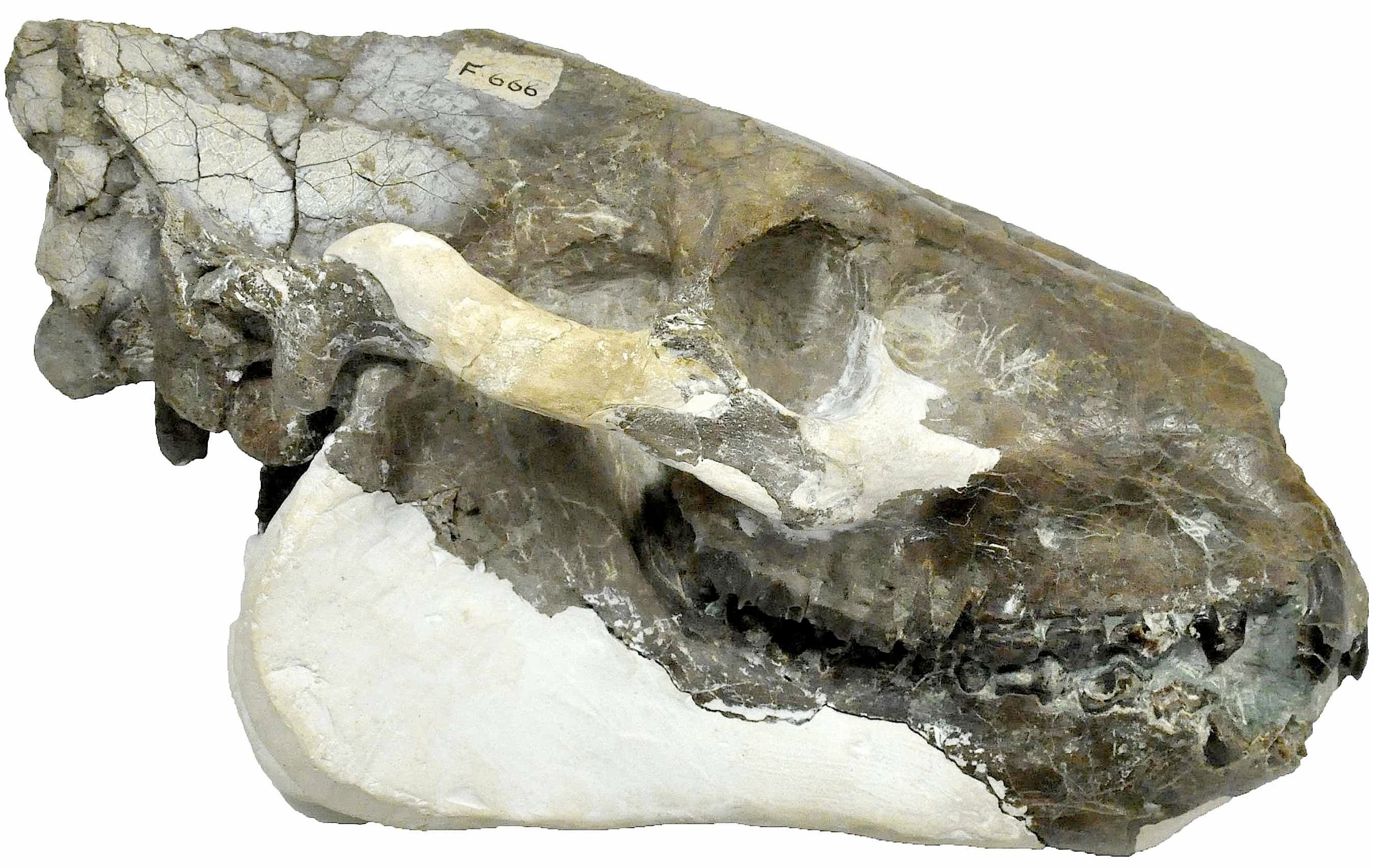 Condon Collection | Museum of Natural and Cultural History