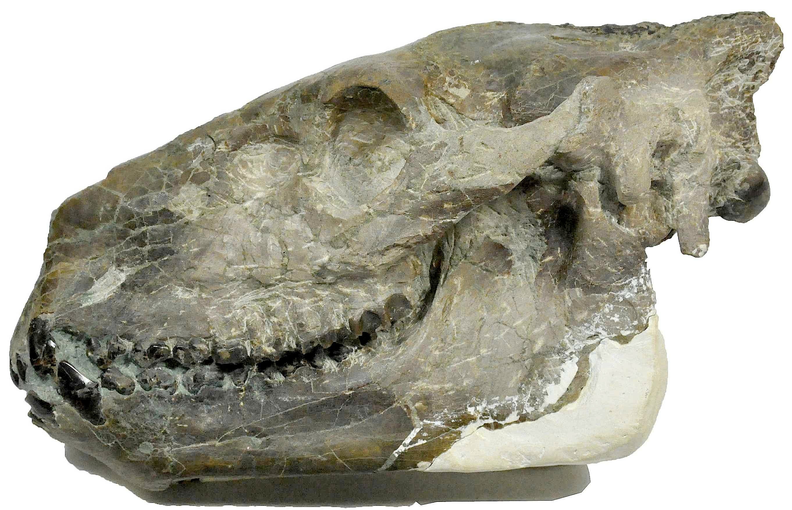Condon Collection | Museum of Natural and Cultural History
