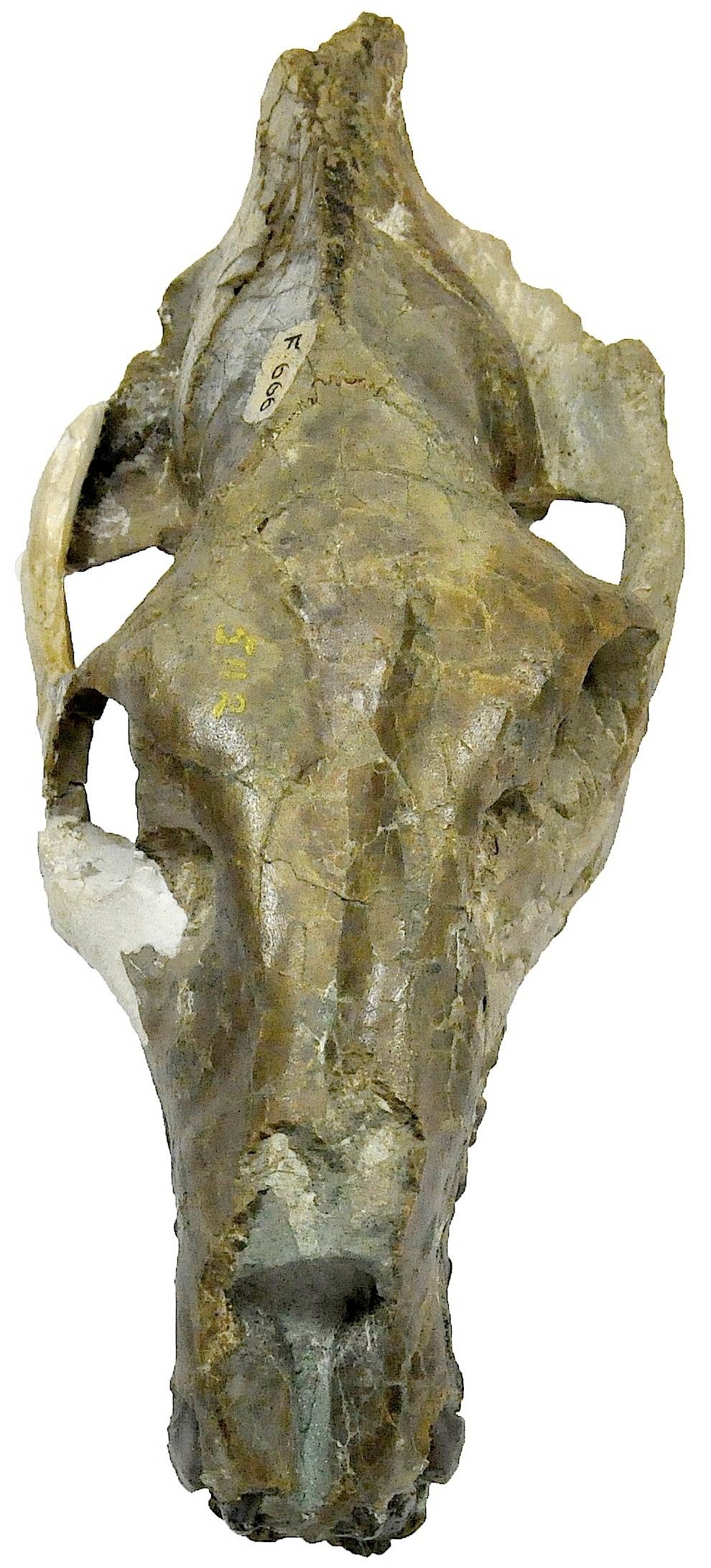 Condon Collection | Museum of Natural and Cultural History