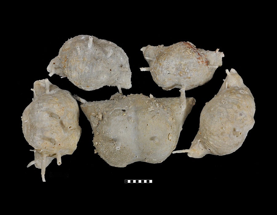 Brachiopod Fossils | Museum of Natural and Cultural History Brachiopod Fossils | Museum of Natural and Cultural History