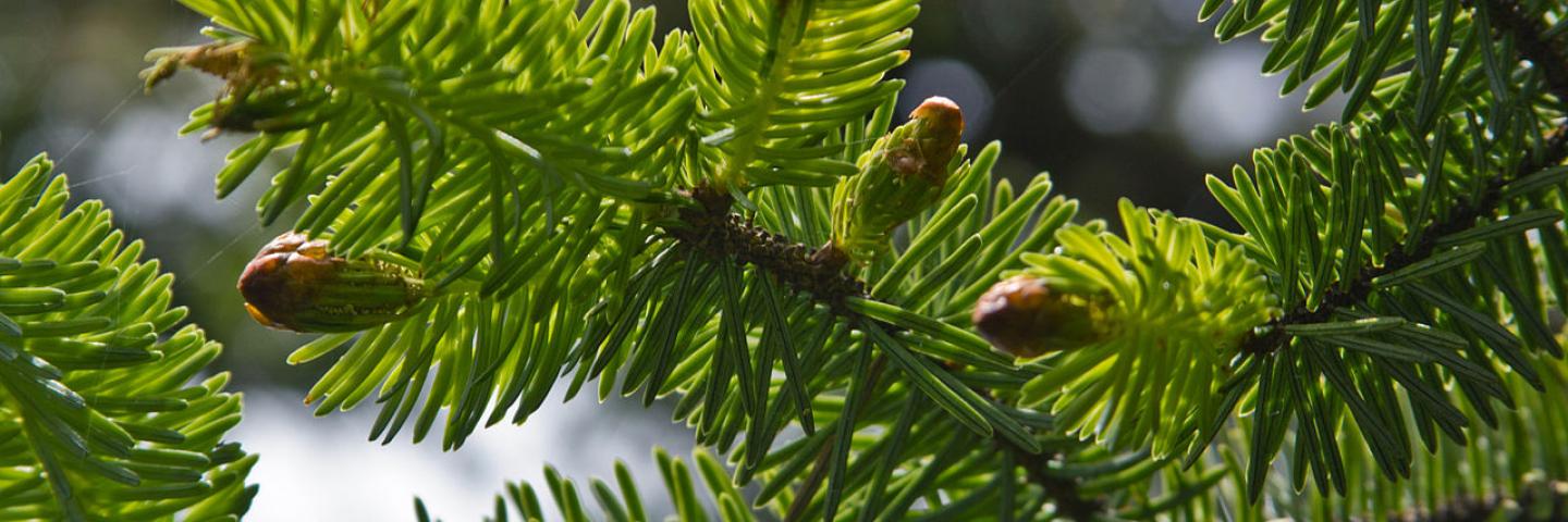 Native Plants in Oregon Basketry | Museum of Natural and Cultural History