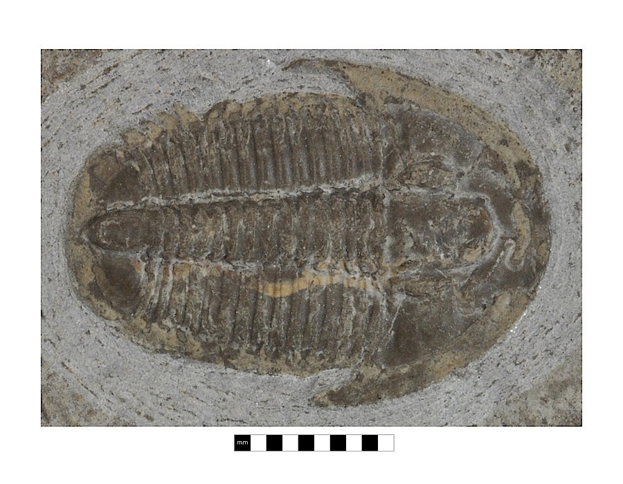 Trilobites | Museum of Natural and Cultural History