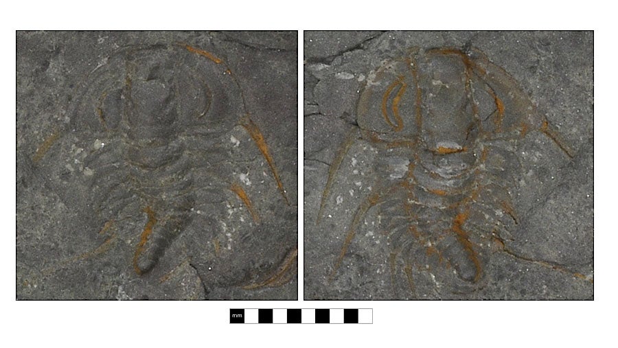 Trilobites | Museum of Natural and Cultural History