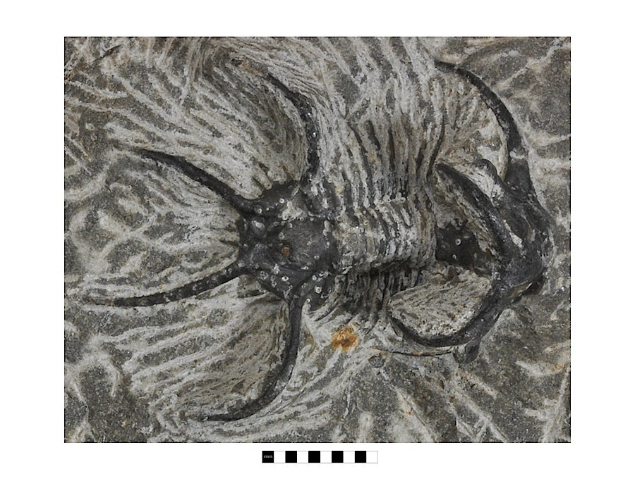 Trilobites | Museum of Natural and Cultural History