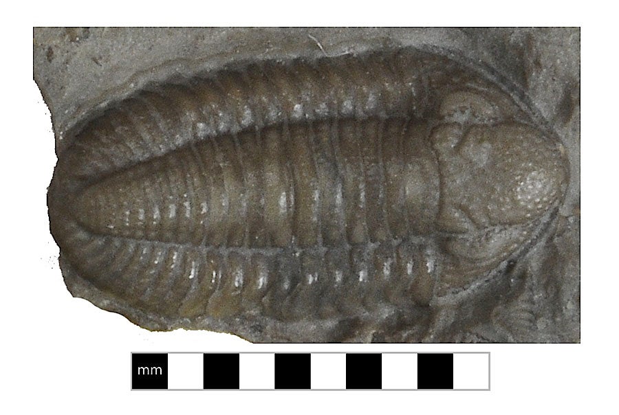 Trilobites | Museum of Natural and Cultural History