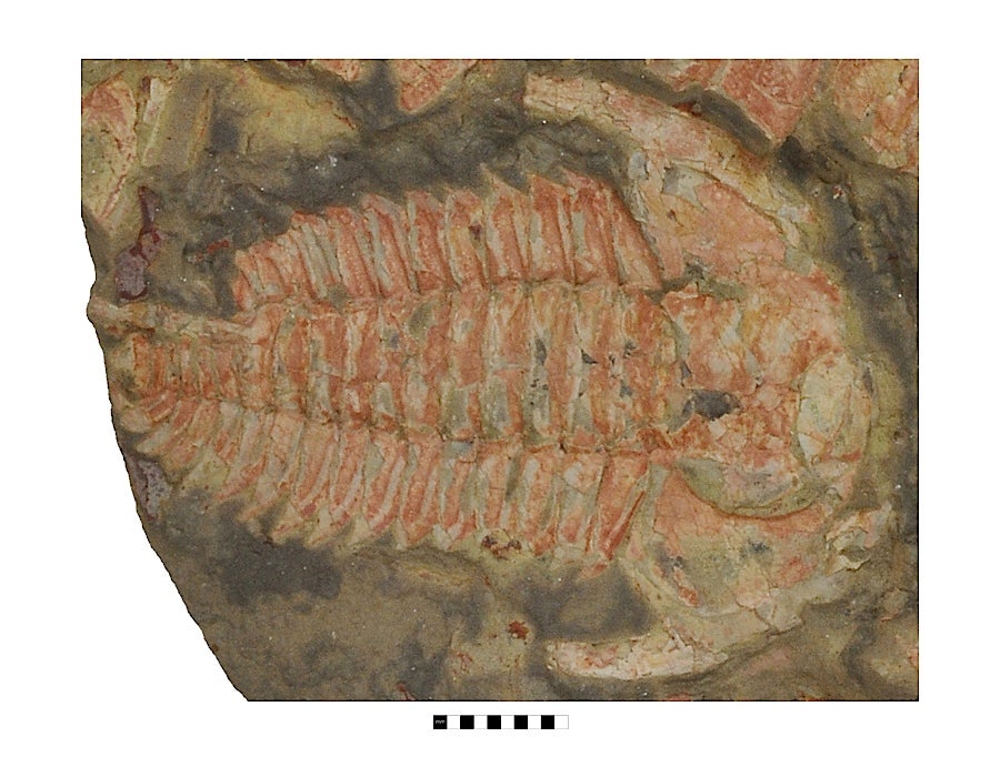 Trilobites | Museum of Natural and Cultural History