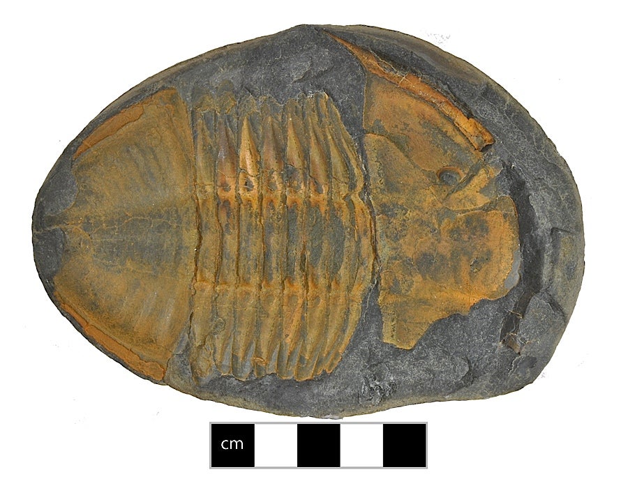 Trilobites | Museum of Natural and Cultural History