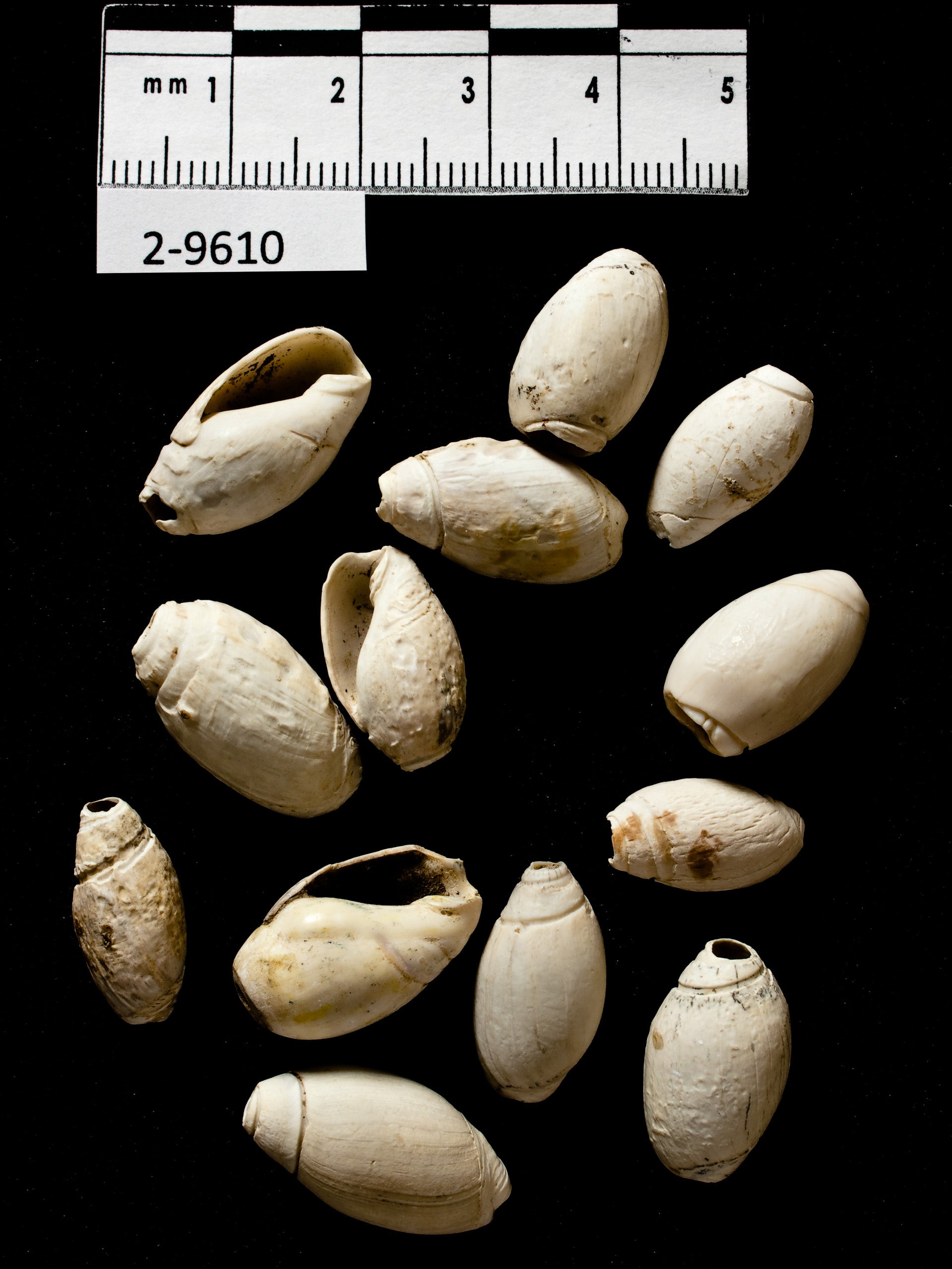 Beads | Museum of Natural and Cultural History