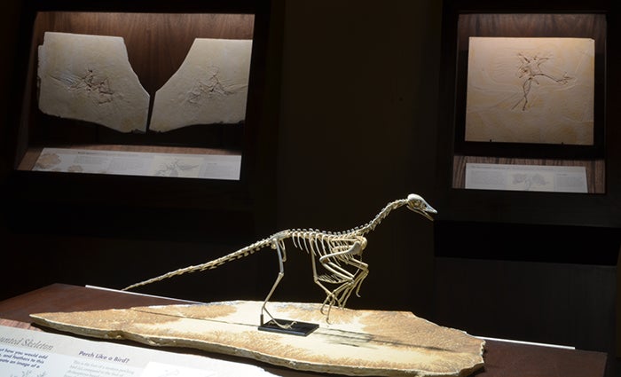 Dinosaurs Take Flight: The Art of Archaeopteryx | Museum of Natural and ...