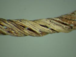 Cordage, Sinew, and Threads | Museum of Natural and Cultural History
