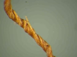 Cordage, Sinew, and Threads | Museum of Natural and Cultural History