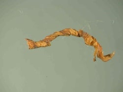 Cordage, Sinew, and Threads | Museum of Natural and Cultural History