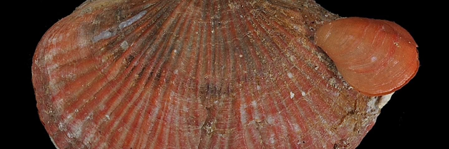 Brachiopod Fossils | Museum of Natural and Cultural History