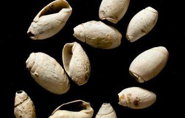 Beads | Museum of Natural and Cultural History