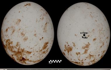 Birds' Eggs | Museum of Natural and Cultural History