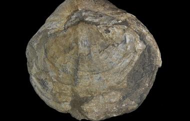 Brachiopod Fossils | Museum of Natural and Cultural History