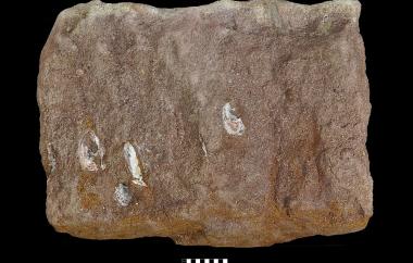 Brachiopod Fossils | Museum of Natural and Cultural History