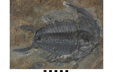 Trilobites | Museum of Natural and Cultural History
