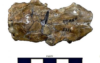 Fossil Type Specimens in the Condon Fossil Collection | Museum of ...