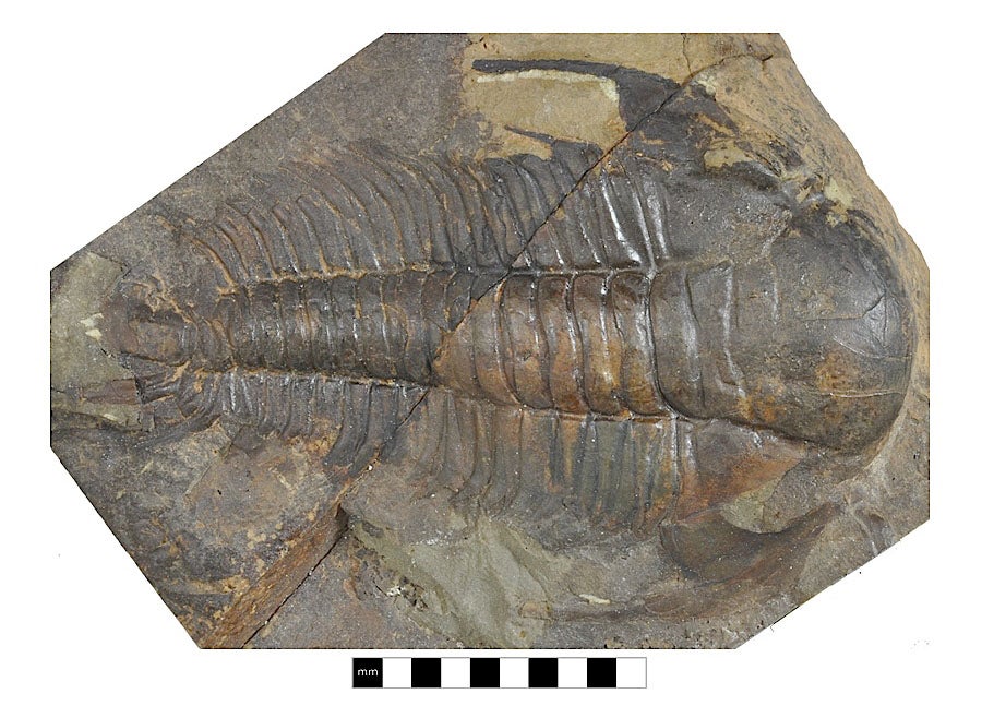 Trilobites | Museum of Natural and Cultural History