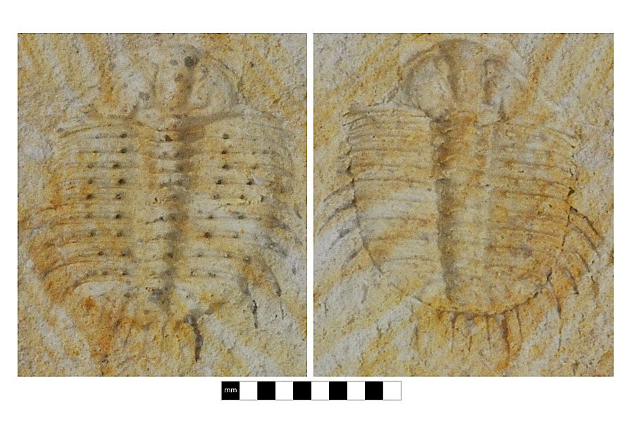 Trilobites | Museum of Natural and Cultural History